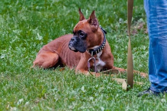 Teach Your Dog To Mind With These Training Tips | Every Day Interests Teach Your Dog To Mind With These Training Tips | Every Day Interests