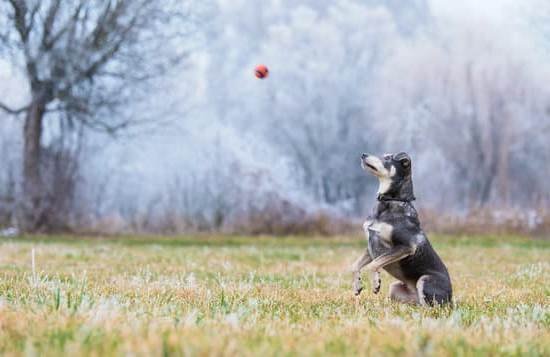 can-4-year-old-dogs-be-trained-every-day-interests