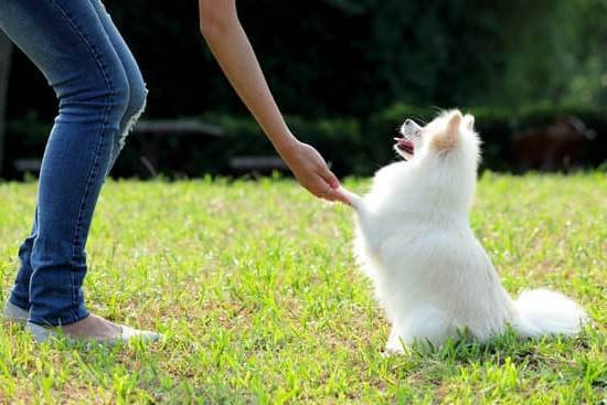 Can You Train A 5 Year Old Dog Every Day Interests Can You Train A 5 Year Old Dog Every Day Interests