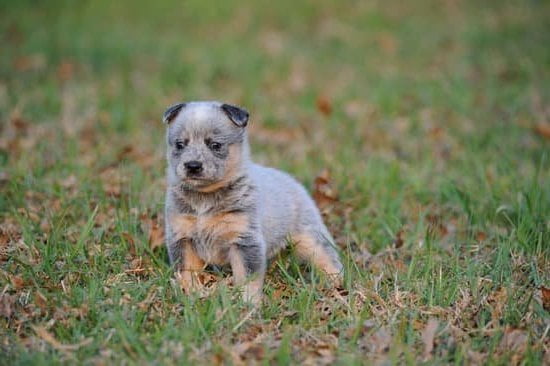Can You Train A Dog With A Shock Collar Every Day Interests can-you-train-a-dog-with-a-shock-collar-every-day-interests
