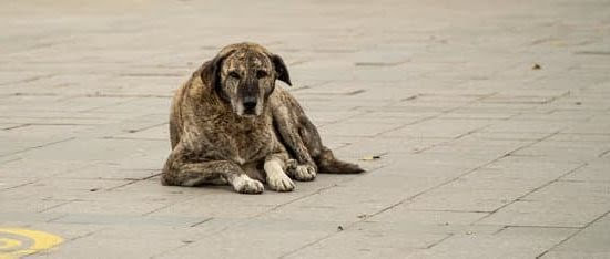 Can I Train My Own Guide Dog | Every Day Interests Can I Train My Own Guide Dog | Every Day Interests
