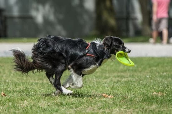 Dog Obedience Training Gresham Oregon | Every Day Interests Dog Obedience Training Gresham Oregon | Every Day Interests