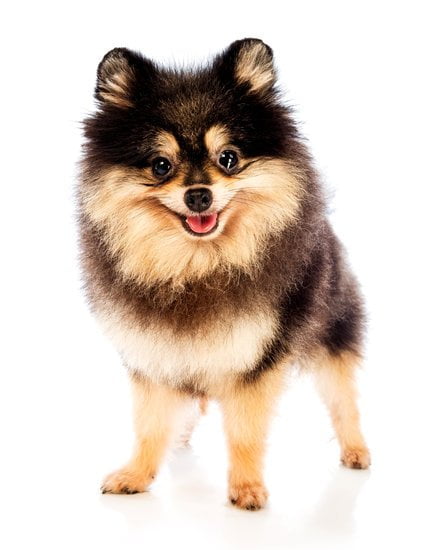 How Early Can You Potty Train A Dog Every Day Interests how-early-can-you-potty-train-a-dog-every-day-interests