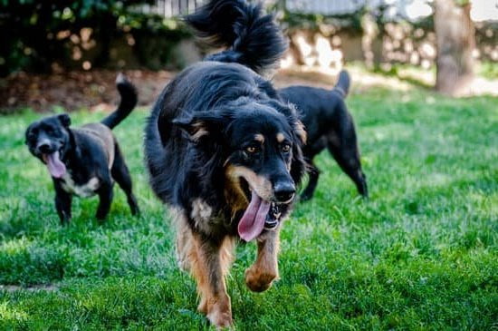 How Much Does Protection Dog Training Cost Every Day Interests