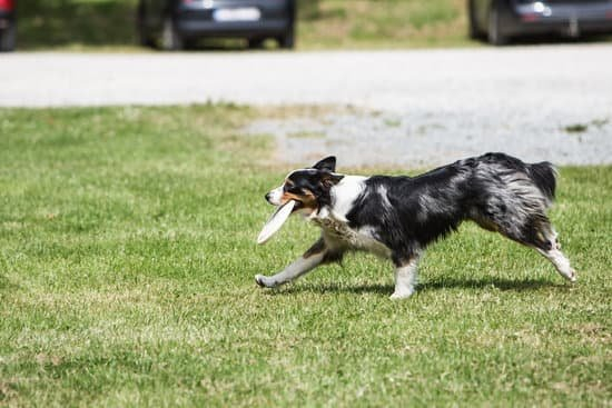 Training For Therapy Dogs Near Me Every Day Interests training-for-therapy-dogs-near-me-every-day-interests