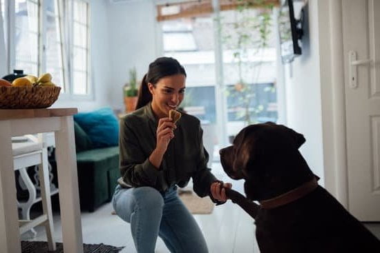 Dog Obedience Training Louisiana | Every Day Interests Dog Obedience Training Louisiana | Every Day Interests