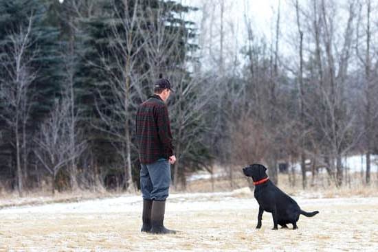 Can I Train My Own Service Dog In Canada Every Day Interests can-i-train-my-own-service-dog-in-canada-every-day-interests