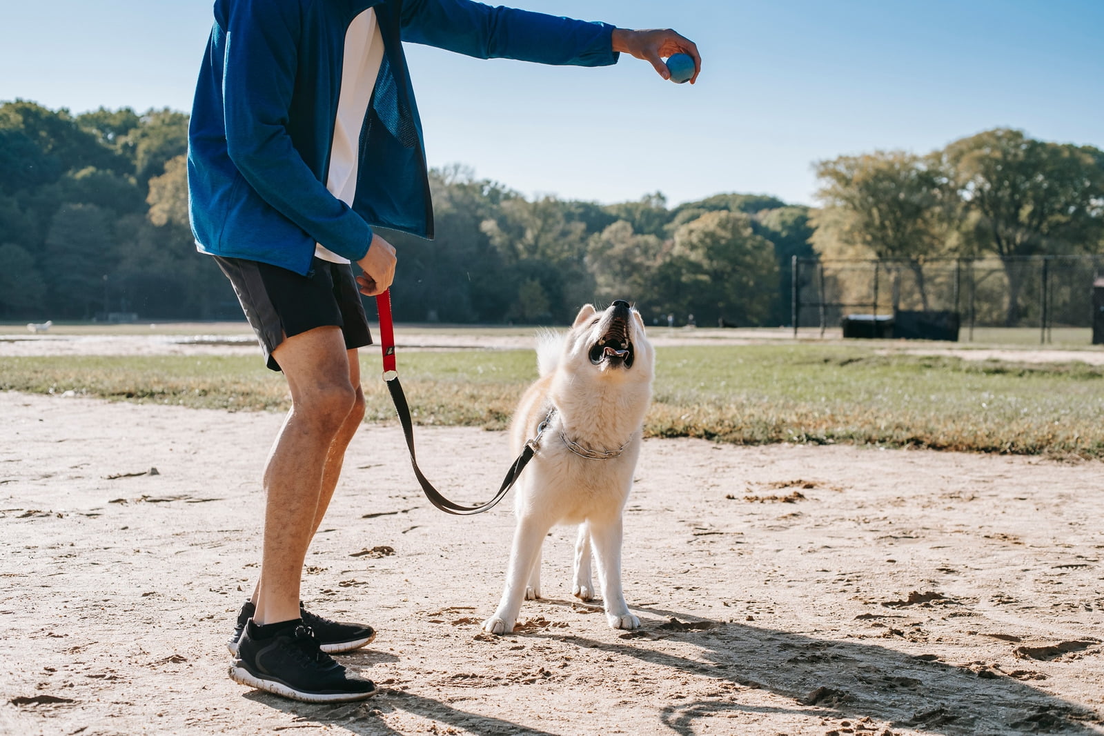 Can You Train An 11 Year Old Dog | Every Day Interests Can You Train An 11 Year Old Dog | Every Day Interests