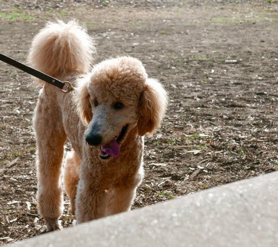 Can You Still Train A 7 Year Old Dog Every Day Interests can-you-still-train-a-7-year-old-dog-every-day-interests