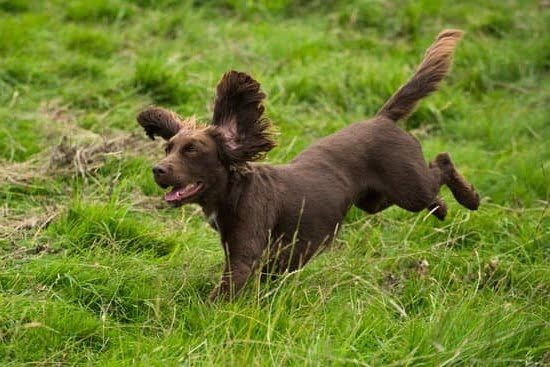 How Old Can A Dog Be Potty Trained Every Day Interests how-old-can-a-dog-be-potty-trained-every-day-interests