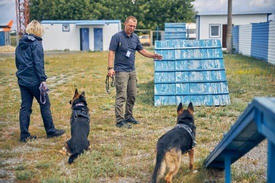 How To Be A Service Dog Trainer Uk Every Day Interests how-to-be-a-service-dog-trainer-uk-every-day-interests