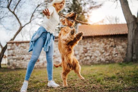 How To Train A Dog To Use The Human Toilet | Every Day Interests