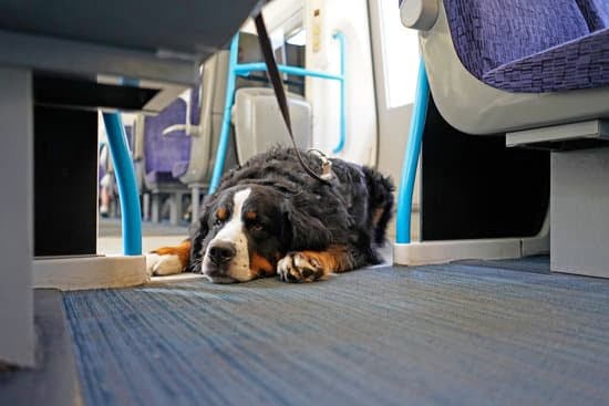 Can You Get Pre Trained Service Dogs | Every Day Interests Can You Get Pre Trained Service Dogs | Every Day Interests