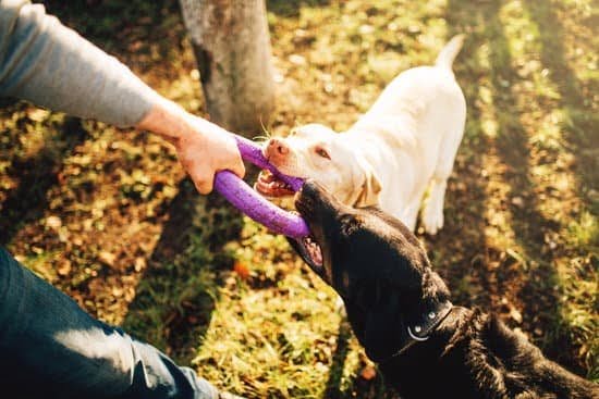 How To Train Your Dog To Do Paw | Every Day Interests
