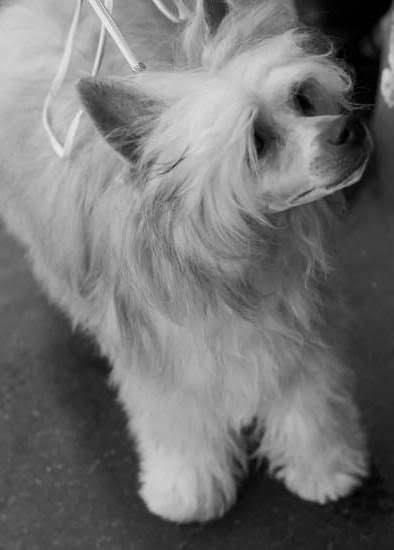 What Is Free Shaping Dog Training | Every Day Interests