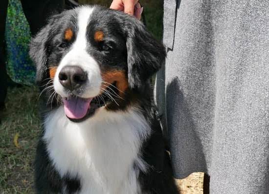 What Type Of Training Does A Therapy Dog Need | Every Day Interests What Type Of Training Does A Therapy Dog Need | Every Day Interests