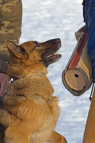 Ahimsa Dog Training | Every Day Interests